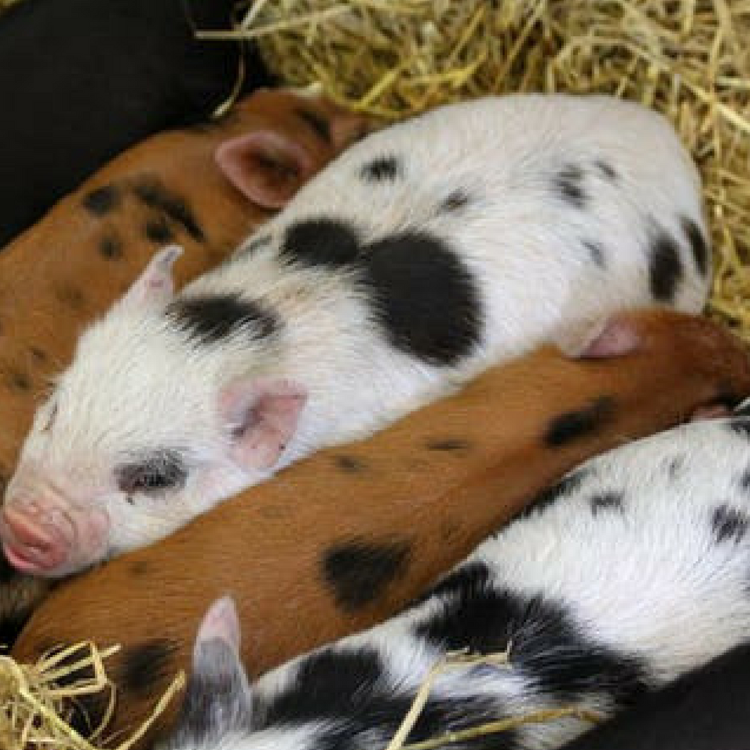 iuhon_1200x1200.png?v=1564117809